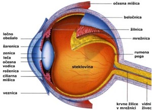Očesno zrklo | Optika Rene Pirc Maribor